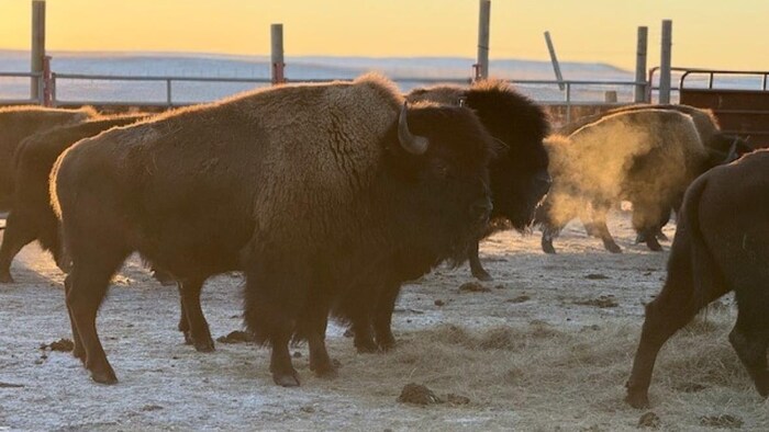 Des bisons de Yellowstone dans une Première Nation de la Saskatchewan ...
