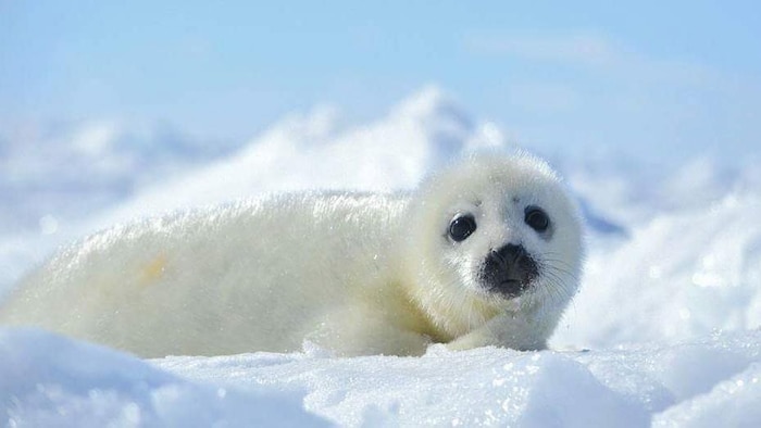 Une possible levée de l’interdiction de la chasse aux blanchons crée ...