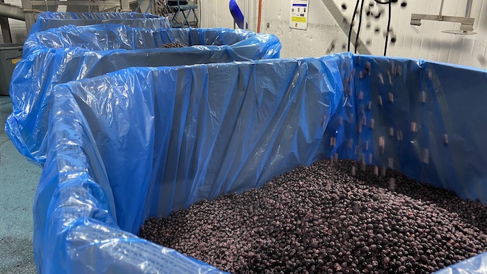 Transformation du bleuet : des affaires d’or pour Délices du Lac-Saint ...