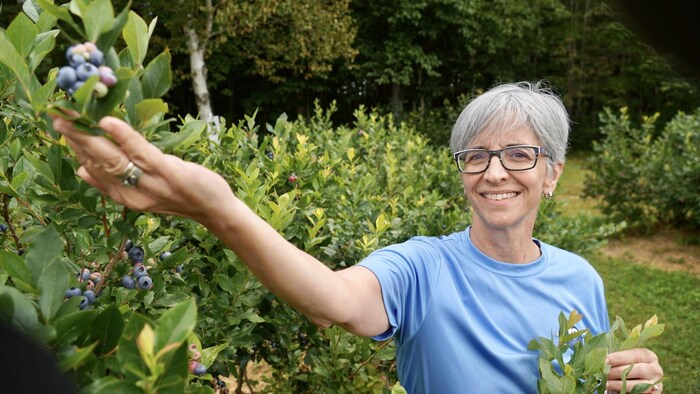 Conséquence de la pluie sur les petits fruits en Mauricie | Radio-Canada