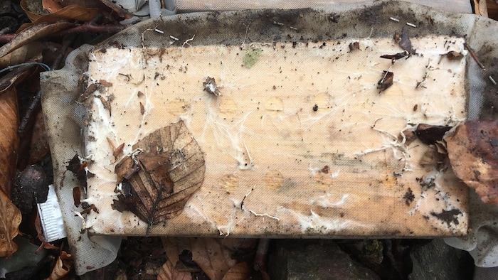 Les termites aiment la chaleur, ce qui risque d’aggraver le ...