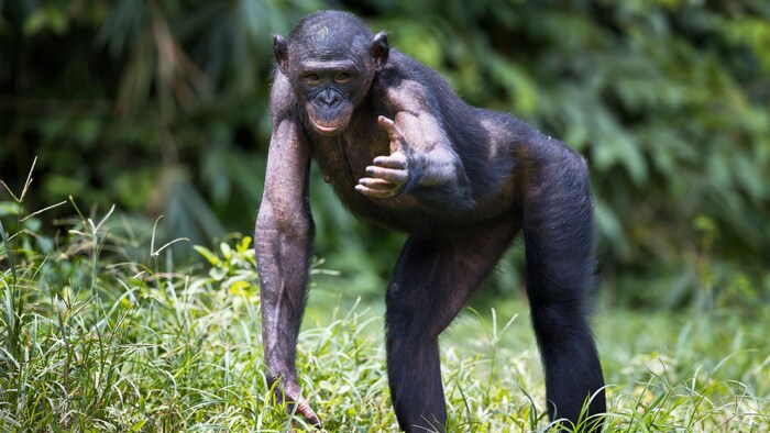 Le rire rend les bonobos optimistes | Radio-Canada
