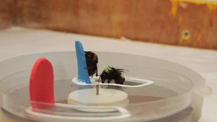 Les bourdons apprennent des nouveaux comportements de leurs congénères ...