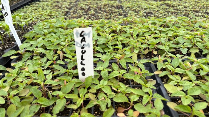 La culture du calalou donne aux travailleurs agricoles jamaïcains un ...