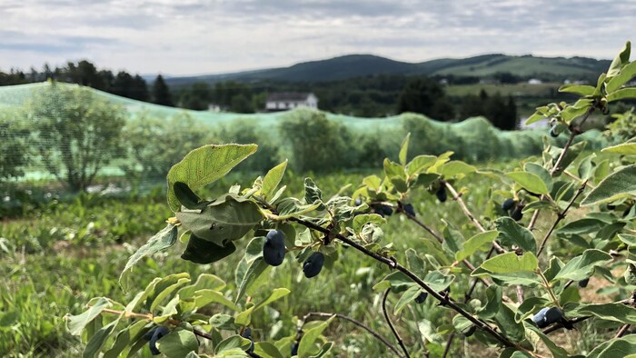 La camerise, petit fruit méconnu | Radio-Canada