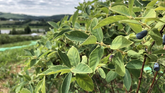 La camerise, petit fruit méconnu | Radio-Canada