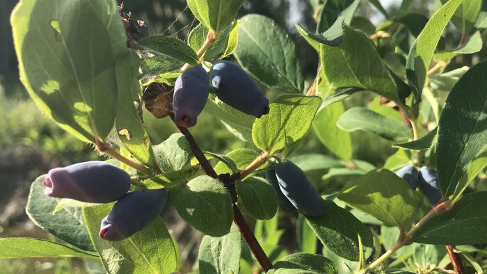 Le rêve d'une forêt nourricière se concrétise pour Shayne Dubé | Radio ...