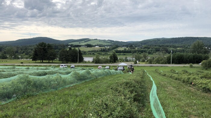 La camerise, petit fruit méconnu | Radio-Canada