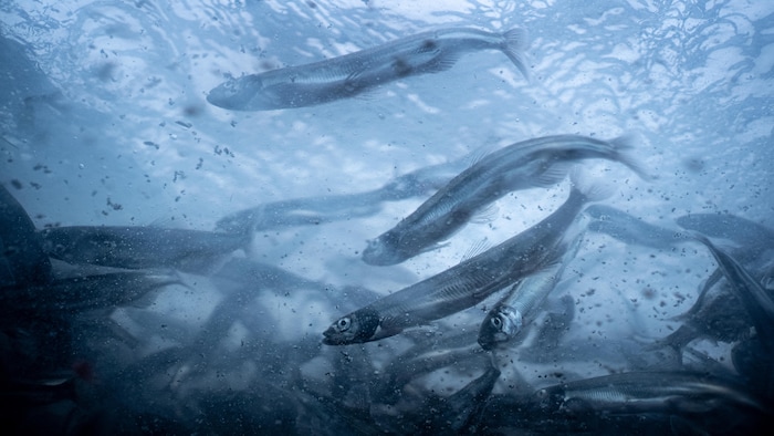La gestion des stocks de poissons par le MPO montrée du doigt | Radio ...