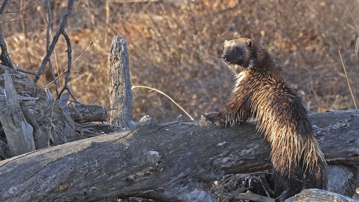 Un carcajou a fait une rare apparition dans le sud de Calgary | Radio ...