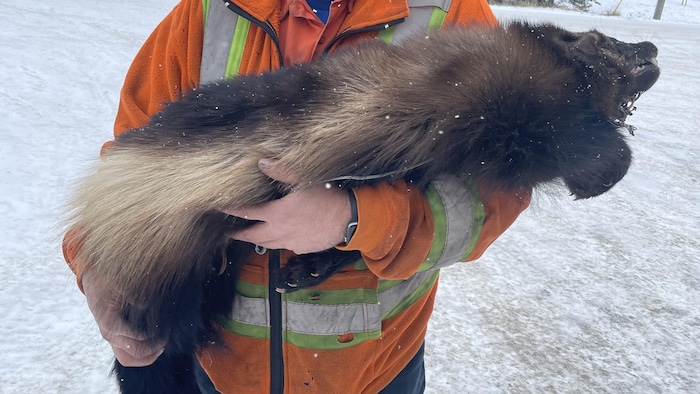 Un carcajou piégé accidentellement dans le Nord-Est de l’Ontario ...