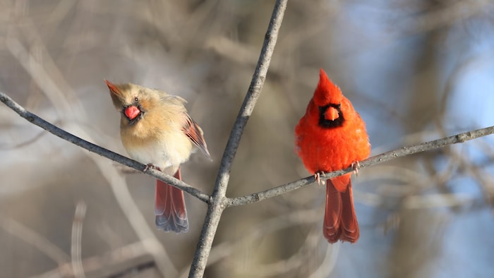 Gatineau devient amie des oiseaux | Radio-Canada
