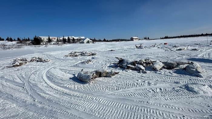 Enquête en cours sur les 200 caribous tués dans la Caniapiscau | Radio ...