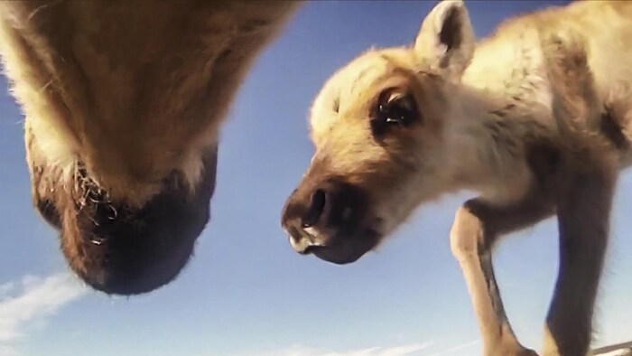 Des bébés caribous en téléréalité | Radio-Canada
