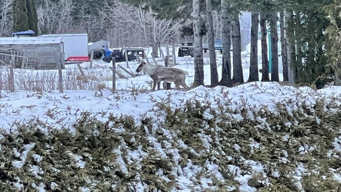 Le caribou de la Gaspésie en balade printanière | Radio-Canada