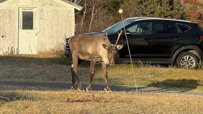 Un caribou montagnard bien loin de son habitat naturel | Radio-Canada
