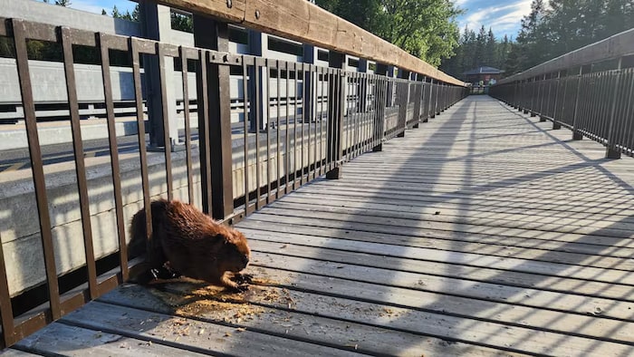 Un castor en détresse secouru par des employés d’un parc provincial ...