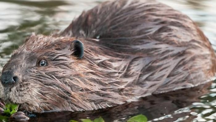 Un castor destructeur à North Vancouver | Radio-Canada