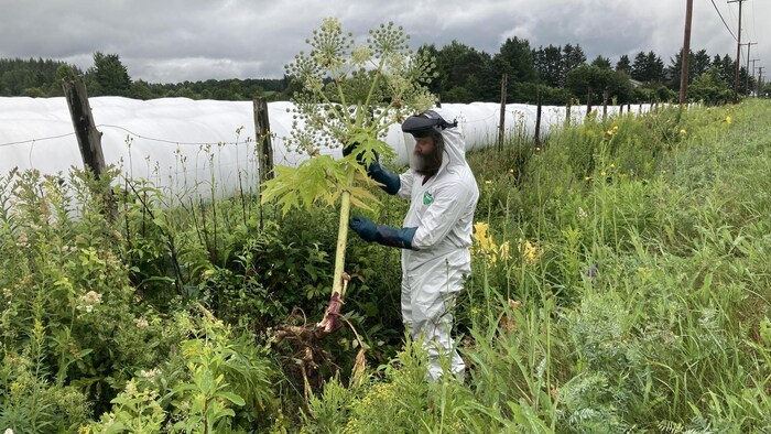 La berce du Caucase, une plante envahissante qui peut causer des ...