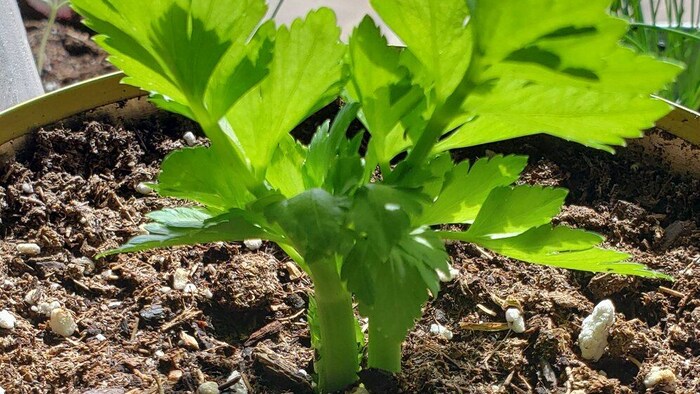Conseils pour faire repousser des légumes à l’intérieur | Radio-Canada