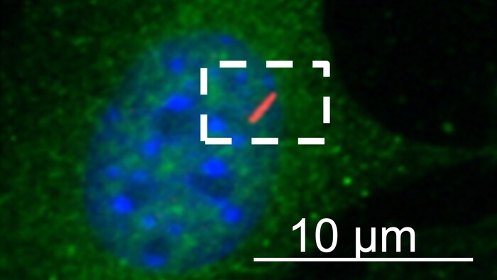 Le fonctionnement de l’« antenne » de la cellule mieux compris | Radio ...