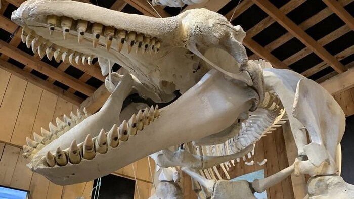 Telegraph Cove pleure son centre d’interprétation des baleines détruit ...