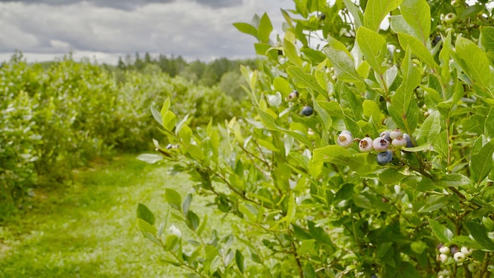 Conséquence de la pluie sur les petits fruits en Mauricie | Radio-Canada