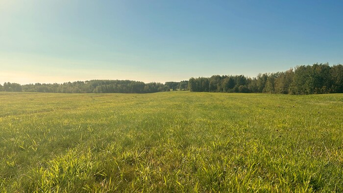 Une deuxième coupe de foin catastrophique pour plusieurs agriculteurs ...