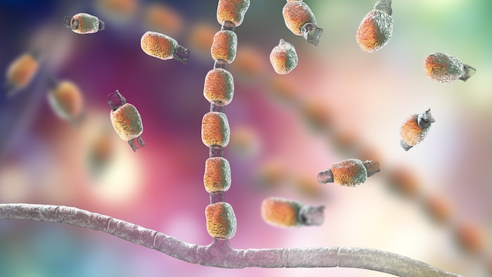 Un champignon mortel gagne du terrain aux États-Unis | Radio-Canada