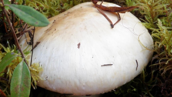 Étudier le matsutake, un précieux champignon, pour mieux le protéger et ...