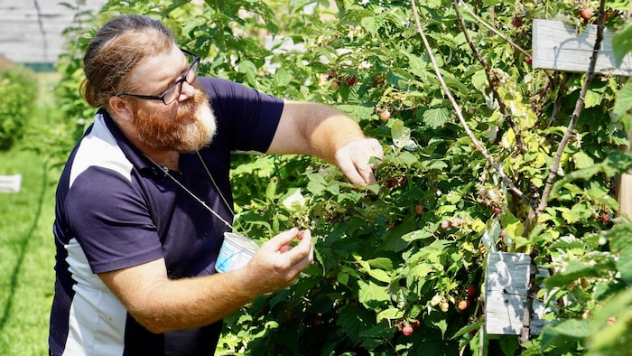Conséquence de la pluie sur les petits fruits en Mauricie | Radio-Canada