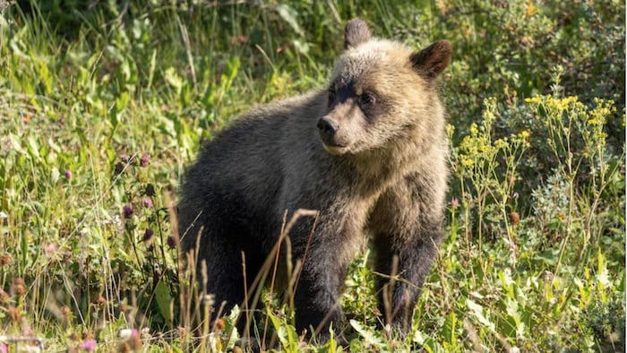 Des municipalités rurales réclament la réouverture de la chasse au ...