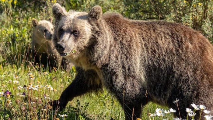 Des municipalités rurales réclament la réouverture de la chasse au ...