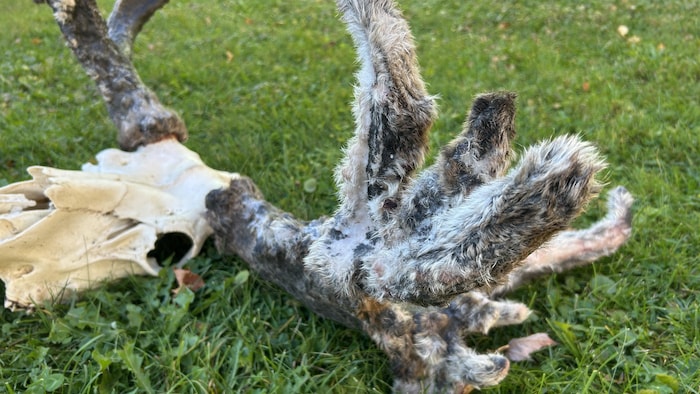 Un orignal très rare chassé au Nouveau-Brunswick | Radio-Canada