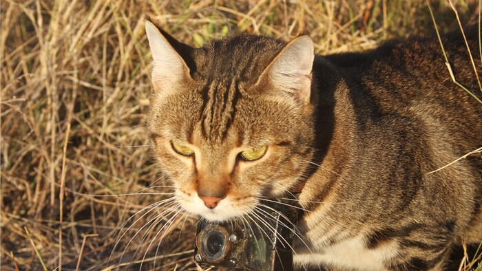 Les animaux errants causent toujours de la grogne à Senneterre | Radio ...