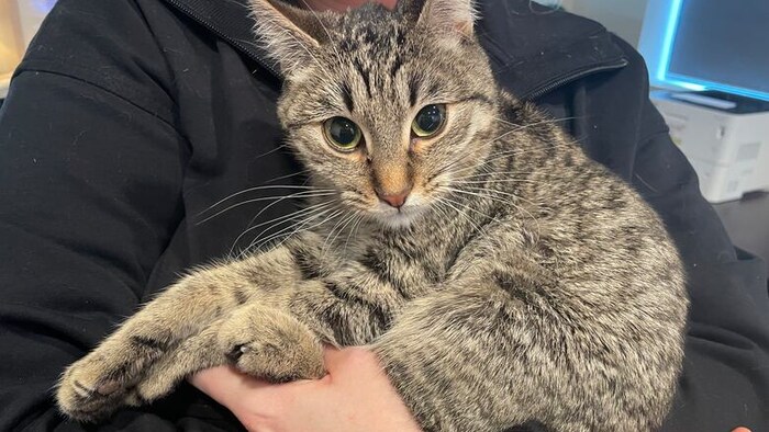 Un centre de refuge pour chats cherche un nouveau bâtiment pour ...