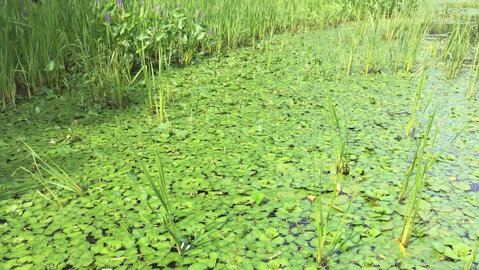 Des plantes aquatiques envahissantes menacent les plans d’eau de l ...