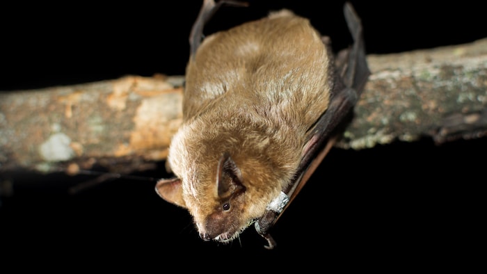 Un premier cas de rage humaine contractée en Ontario depuis 1967 ...