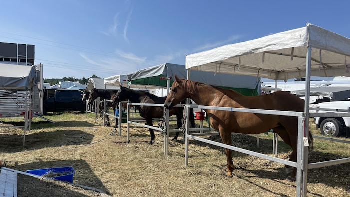 Des centaines de cavaliers montent en selle au Festival du cowboy de ...