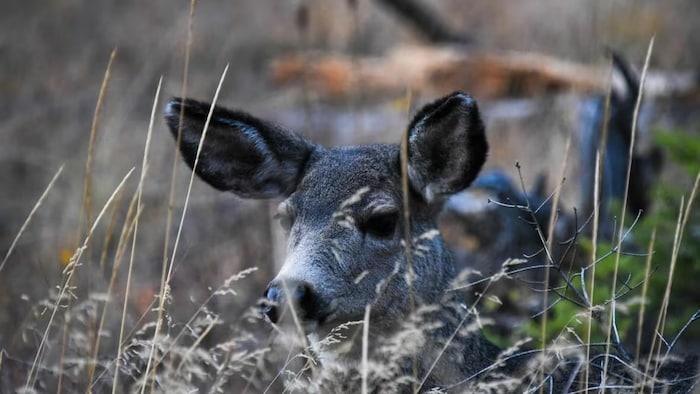 Quatrième cas confirmé de la maladie du cerf zombie, en C.-B. | Radio ...