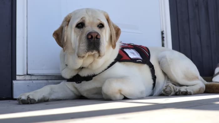 Un ancien combattant et son chien d’assistance attaqués par un chien en ...