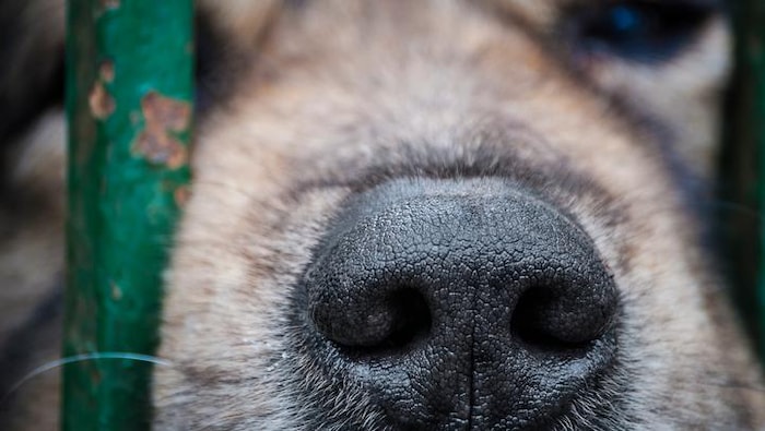 Cruauté animale au Canada : des experts tirent la sonnette d’alarme ...