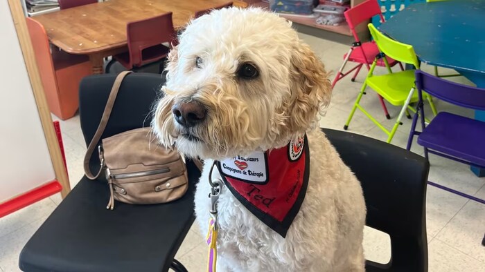 Des chiens de thérapie en mission à Moncton | Radio-Canada