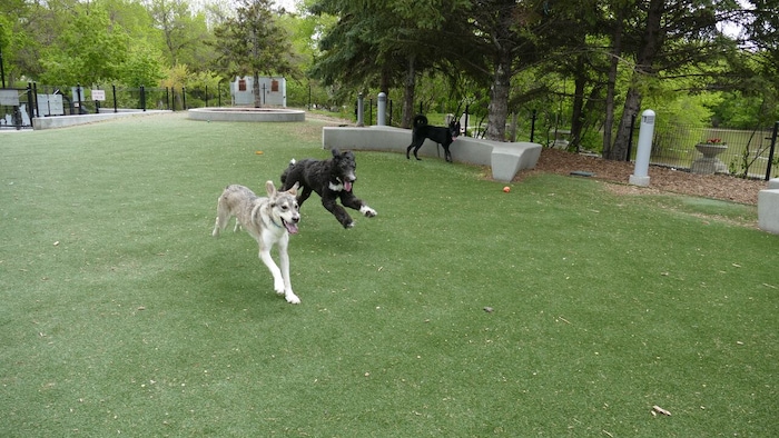 Les nouvelles règles pour aller aux États-Unis en compagnie d’un chien ...