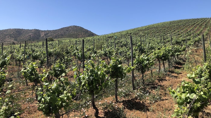 Le vin chilien comme nous le connaissons peu | Radio-Canada