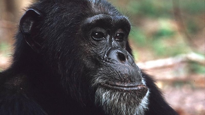 La célèbre primatologue britannique Jane Goodall est décédée à l’âge de ...