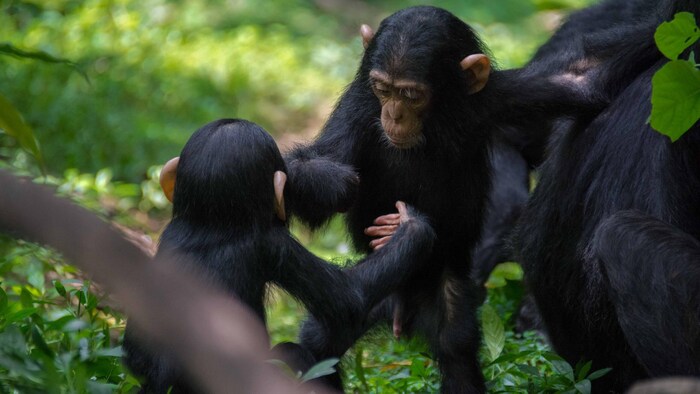 Les communications entre chimpanzés ressemblent aux conversations humaines | Radio-Canada