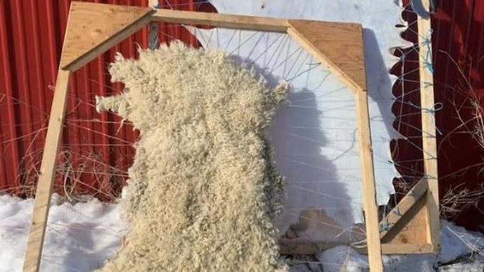 Tannage et perlage : des artisanes manitobaines font revivre la ...