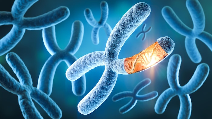 Le complexe chromosome Y complètement séquencé | Radio-Canada