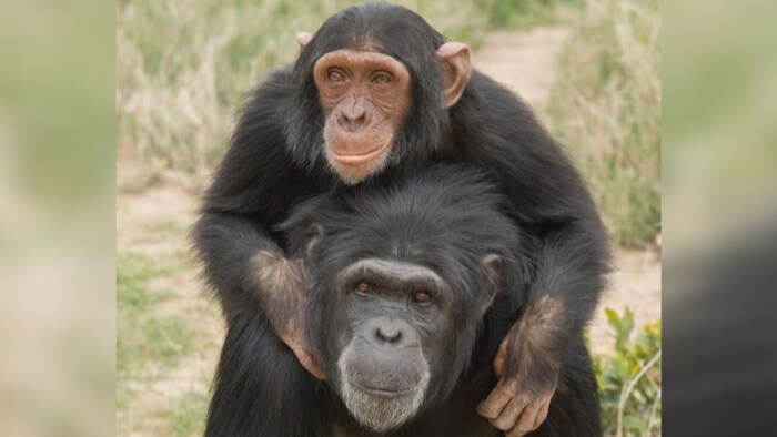 Une fin à la Disney pour Manno le chimpanzé | Radio-Canada